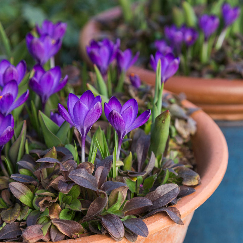 Crocus tommasinianus 'Ruby Giant' Bulbs – Stocks & Green