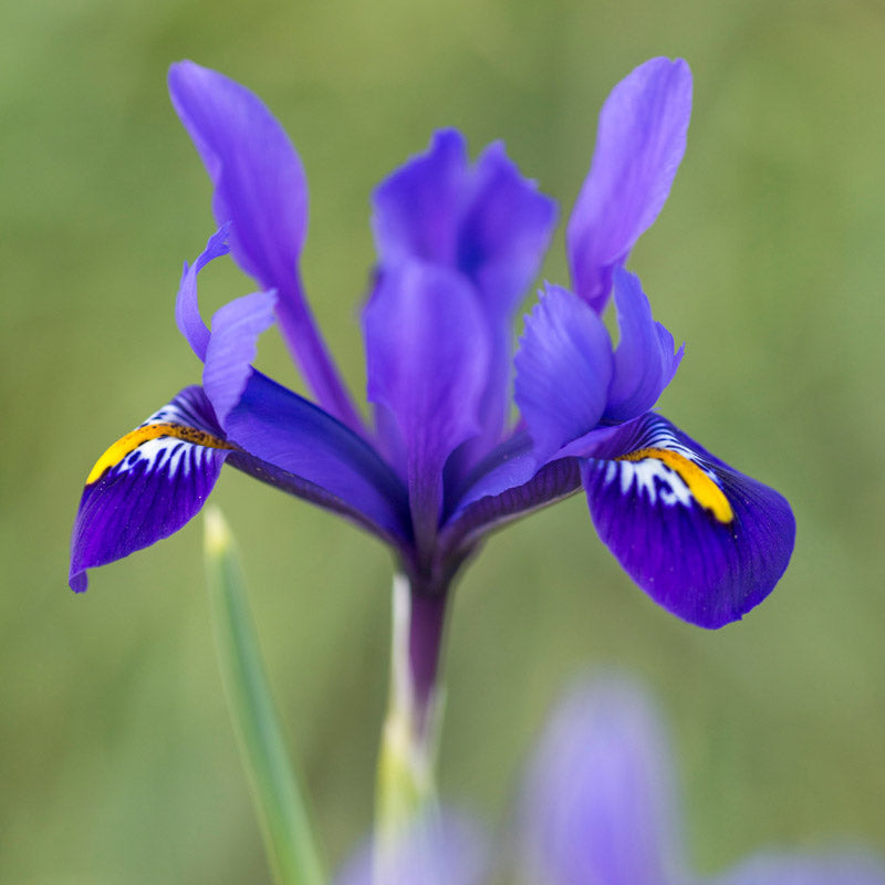 Iris reticulata 'Pixie' Bulbs – Stocks & Green