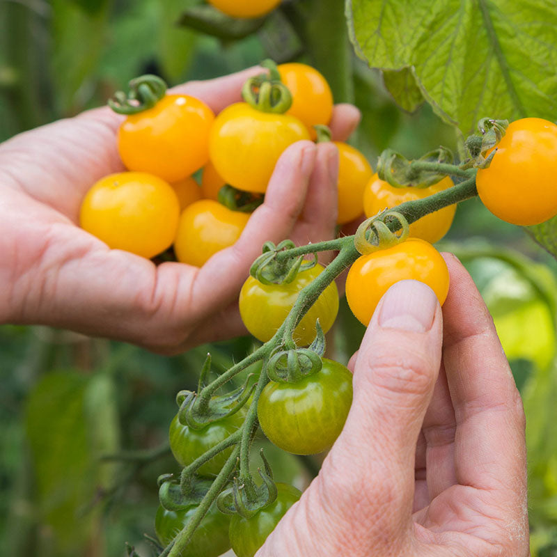 Tomato 'Sungold' - Cherry Tomato Seeds – Stocks & Green