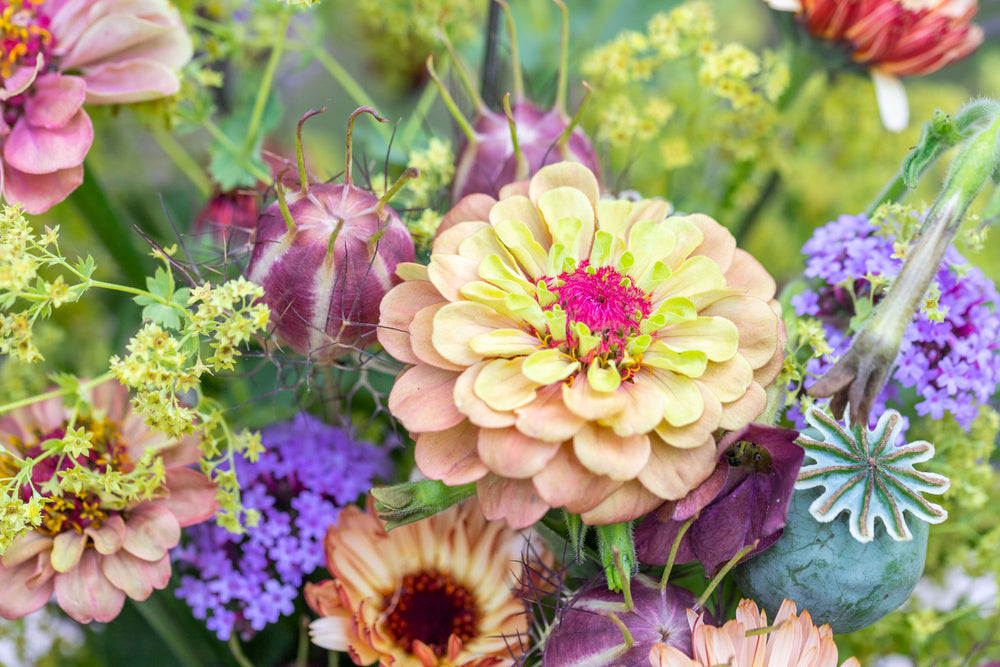 Stocks & Green - Grow A Beautiful Garden From Seed