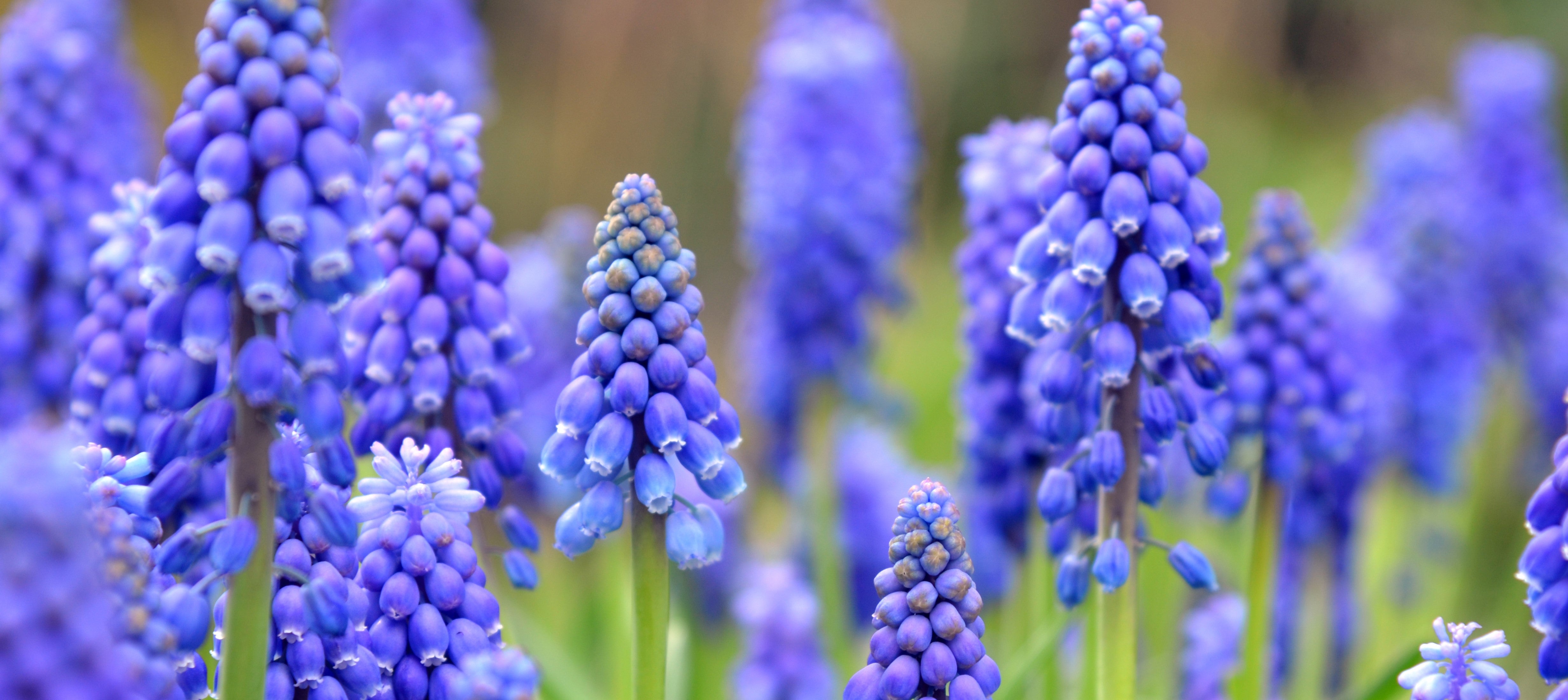 Muscari (Grape Hyacinth) – Stocks & Green
