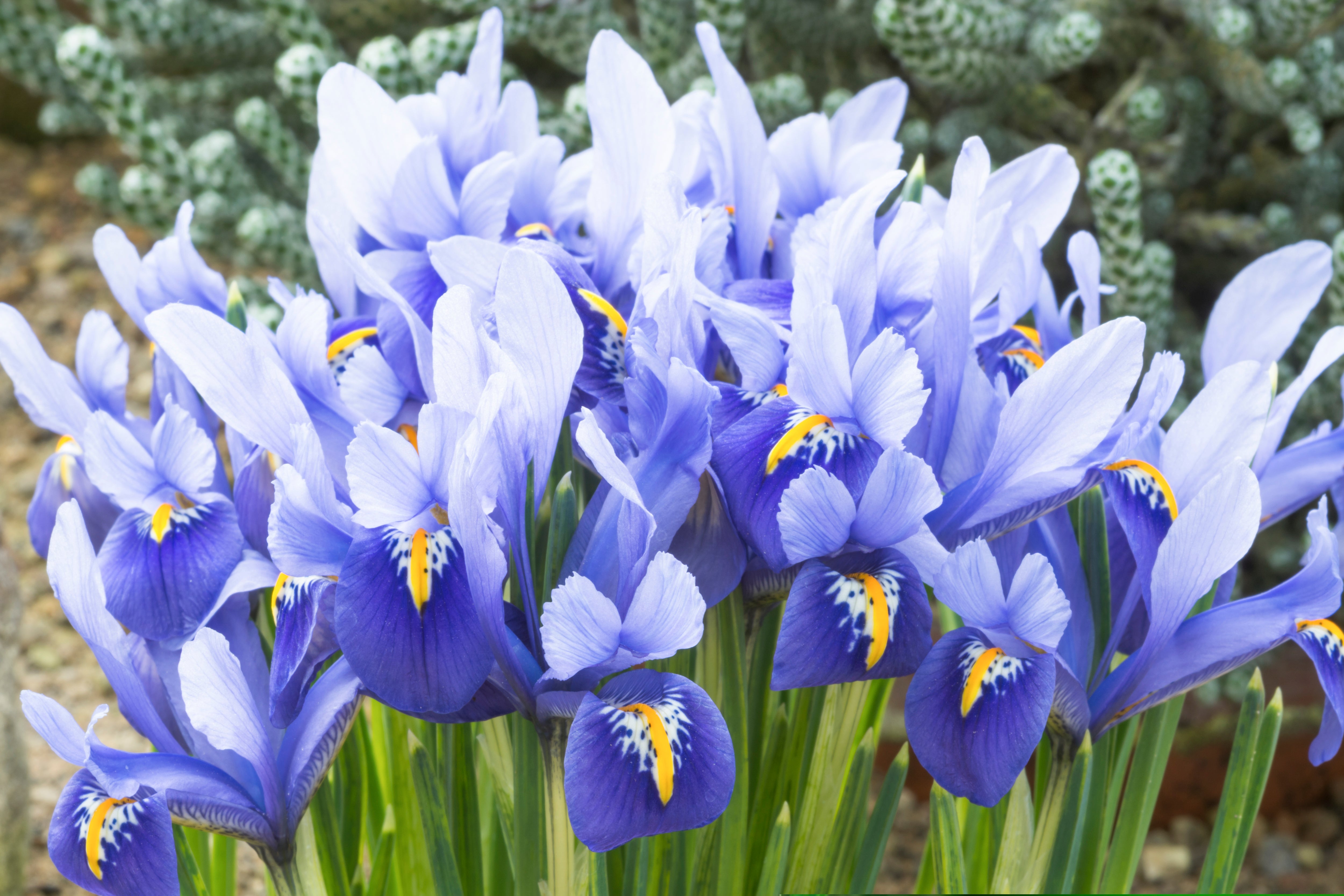 Iris – Stocks & Green