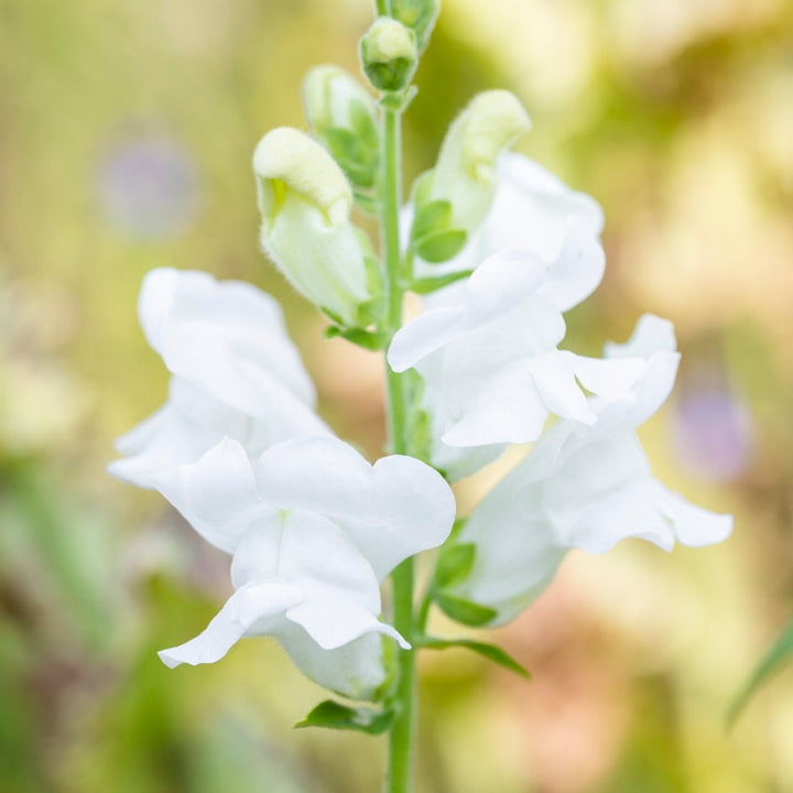 White – Stocks & Green