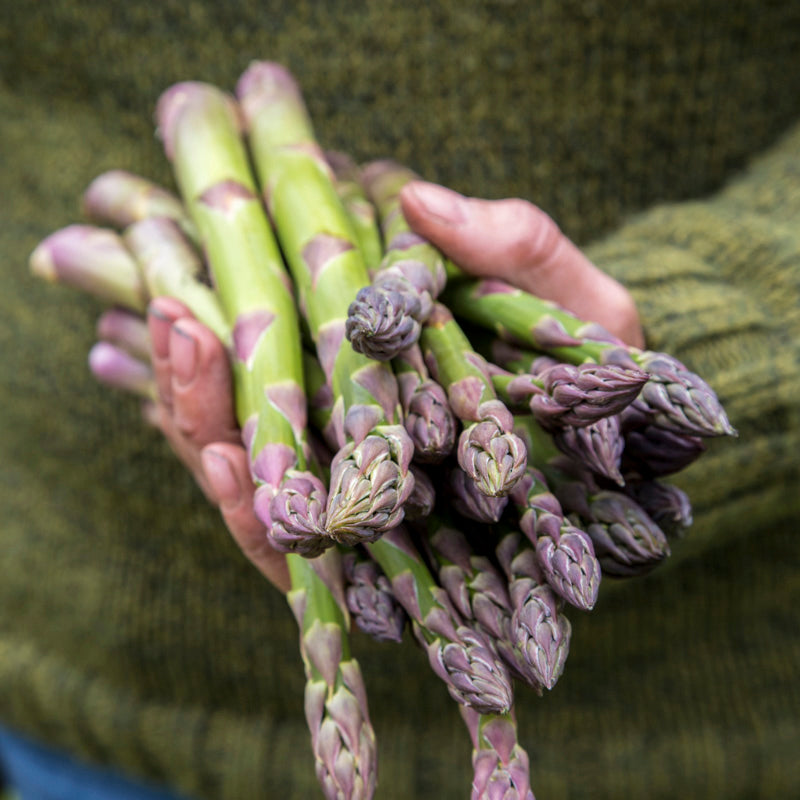 Asparagus 'Connovers Colossal' Seeds – Stocks & Green