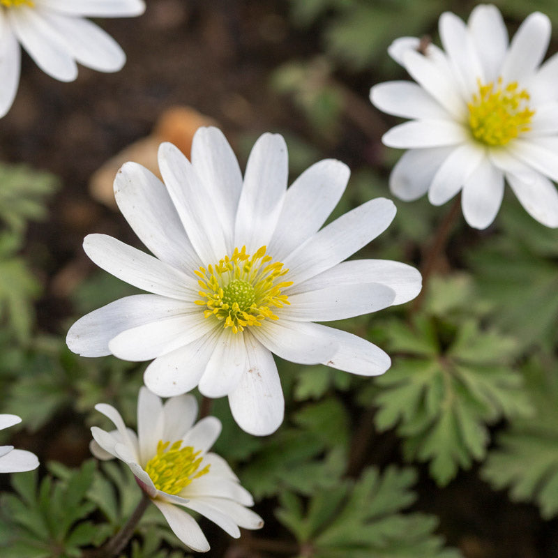 Anemone blanda 'White Splendour' Bulbs – Stocks & Green