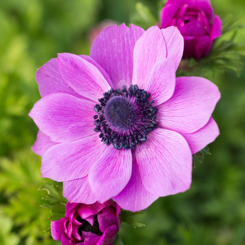Anemone coronaria 'Sylphide' Bulbs – Stocks & Green