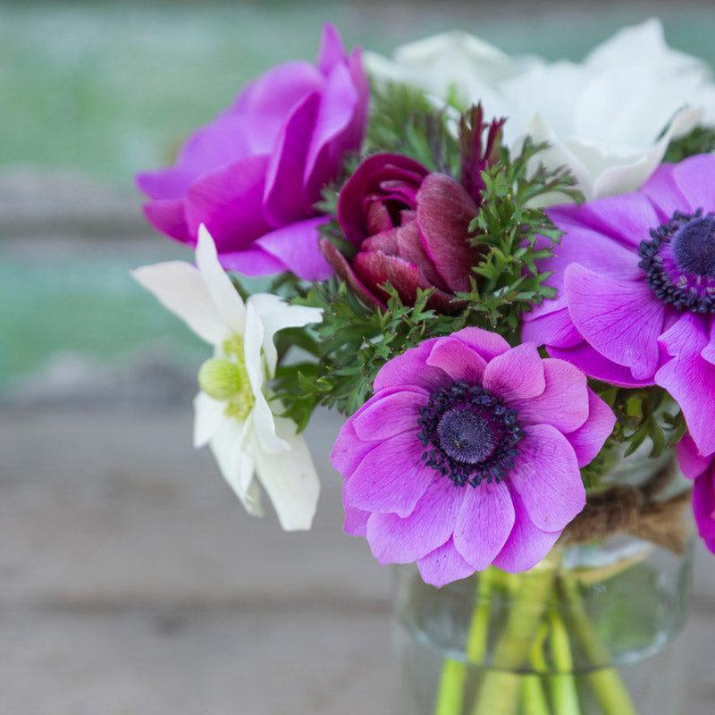 Anemone coronaria 'Sylphide' Bulbs – Stocks & Green