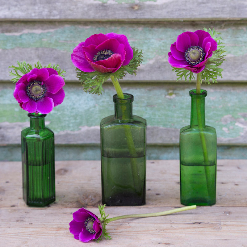 Anemone coronaria 'Sylphide' Bulbs – Stocks & Green