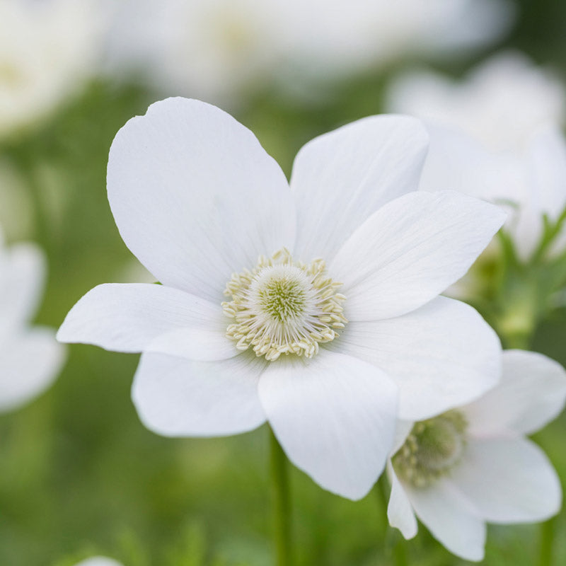 Anemone coronaria 'The Bride' Bulbs – Stocks & Green