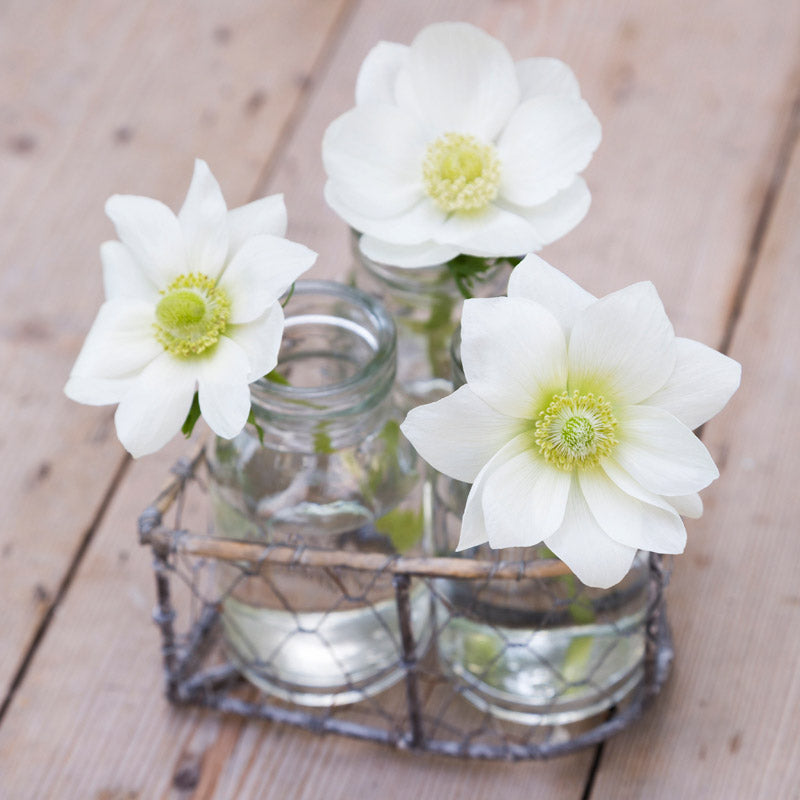 Anemone coronaria 'The Bride' Bulbs – Stocks & Green