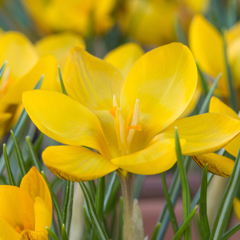 Crocus chrysanthus var. fuscotinctus Bulbs – Stocks & Green