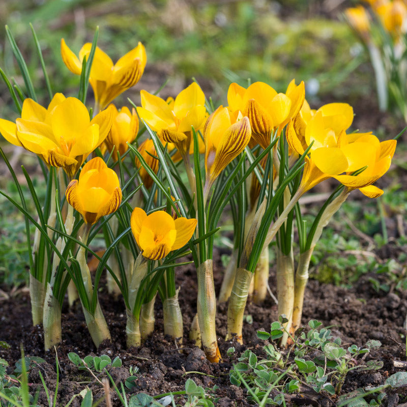 Crocus chrysanthus var. fuscotinctus Bulbs – Stocks & Green