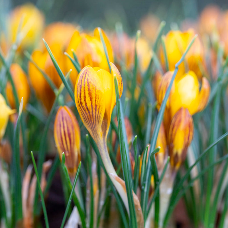 Crocus chrysanthus var. fuscotinctus Bulbs – Stocks & Green