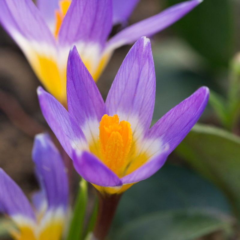 Crocus sieberi subsp. sublimis 'Tricolor' Bulbs – Stocks & Green
