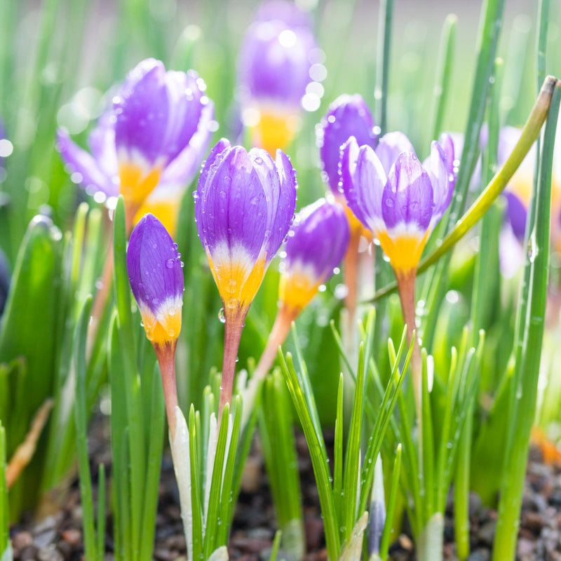 Crocus sieberi subsp. sublimis 'Tricolor' Bulbs – Stocks & Green