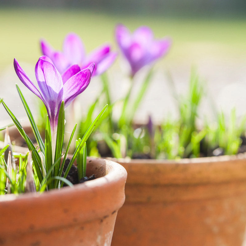 Crocus tommasinianus Bulbs – Stocks & Green