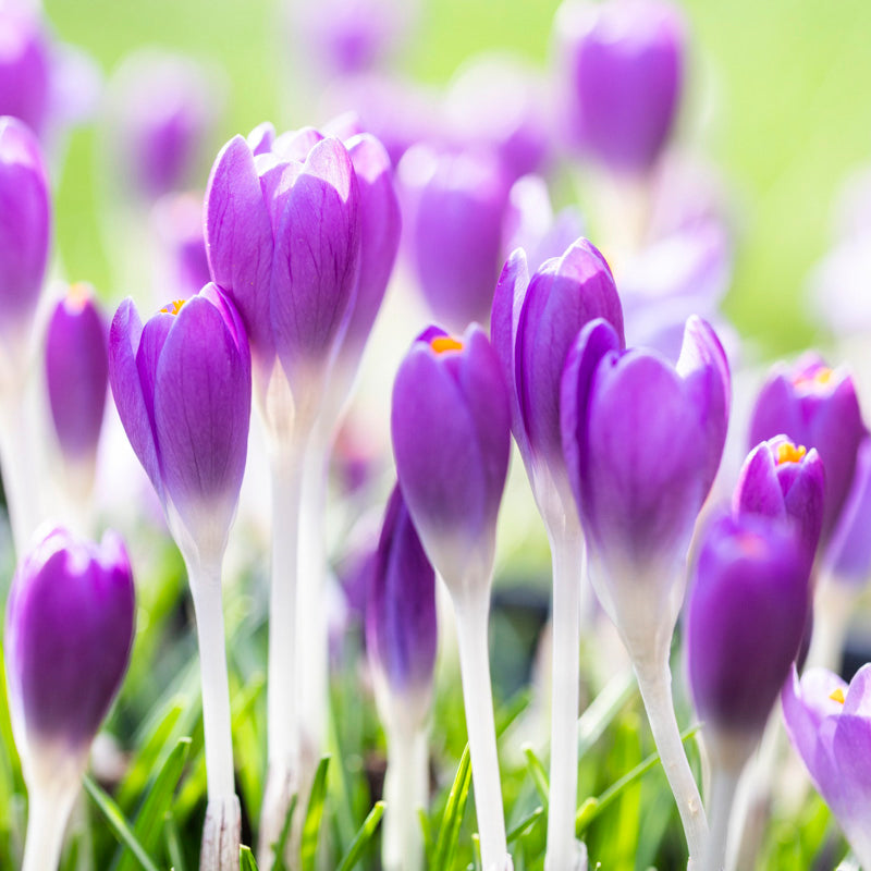 All Flower Bulbs A-Z – Stocks & Green