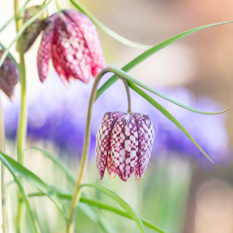 Fritillaria meleagris mixed Bulbs – Stocks & Green