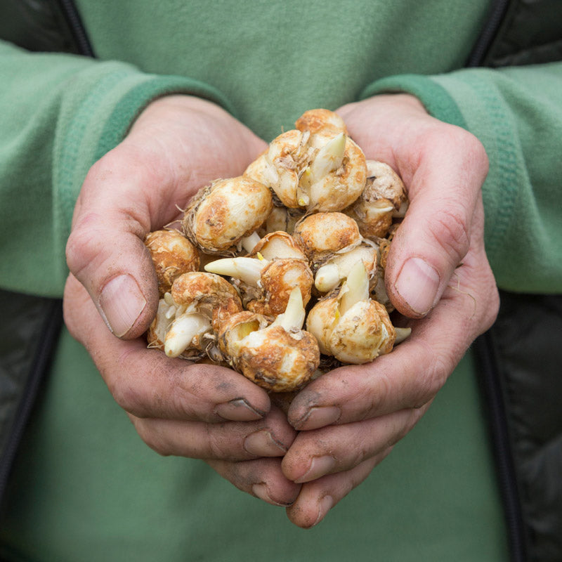 Fritillaria uva-vulpis Bulbs – Stocks & Green