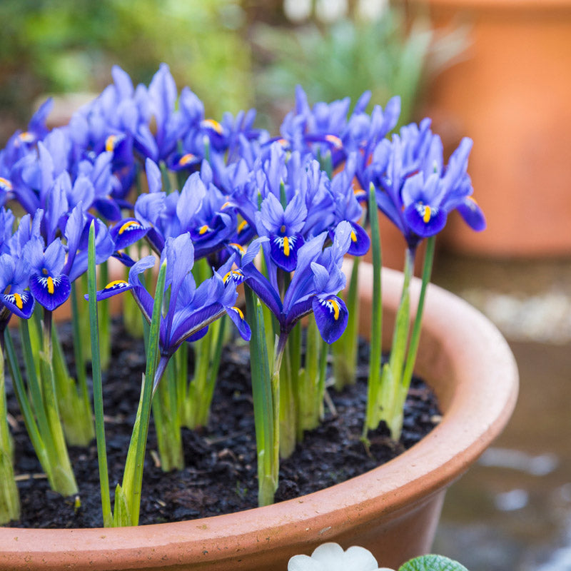 Iris reticulata 'Harmony' Bulbs – Stocks & Green