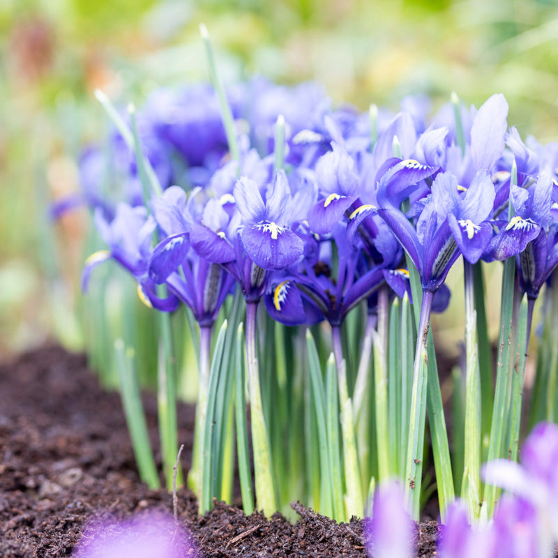 Iris reticulata 'Harmony' Bulbs – Stocks & Green