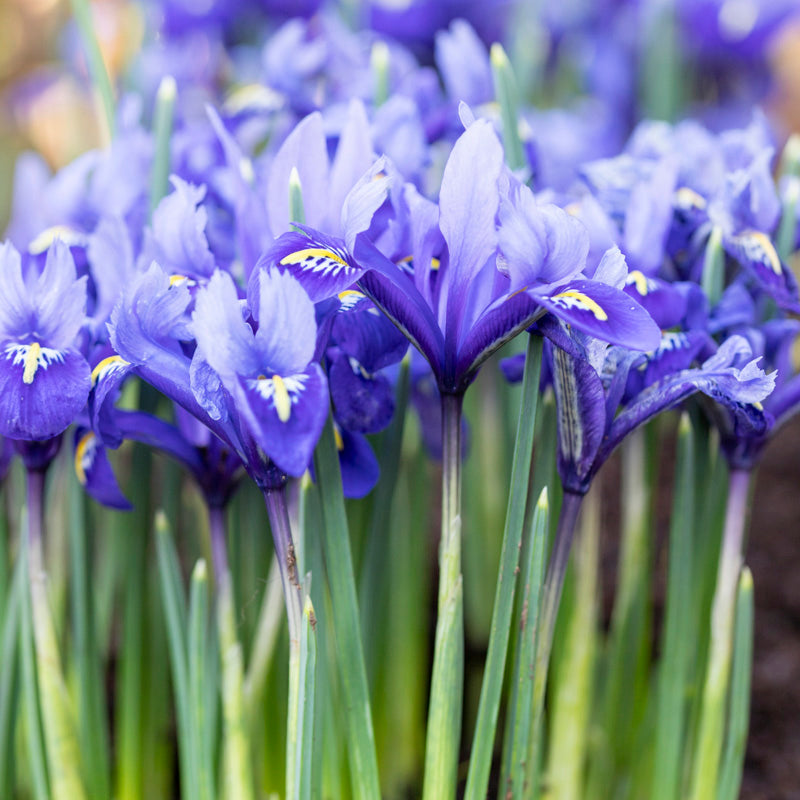 Iris reticulata 'Harmony' Bulbs – Stocks & Green