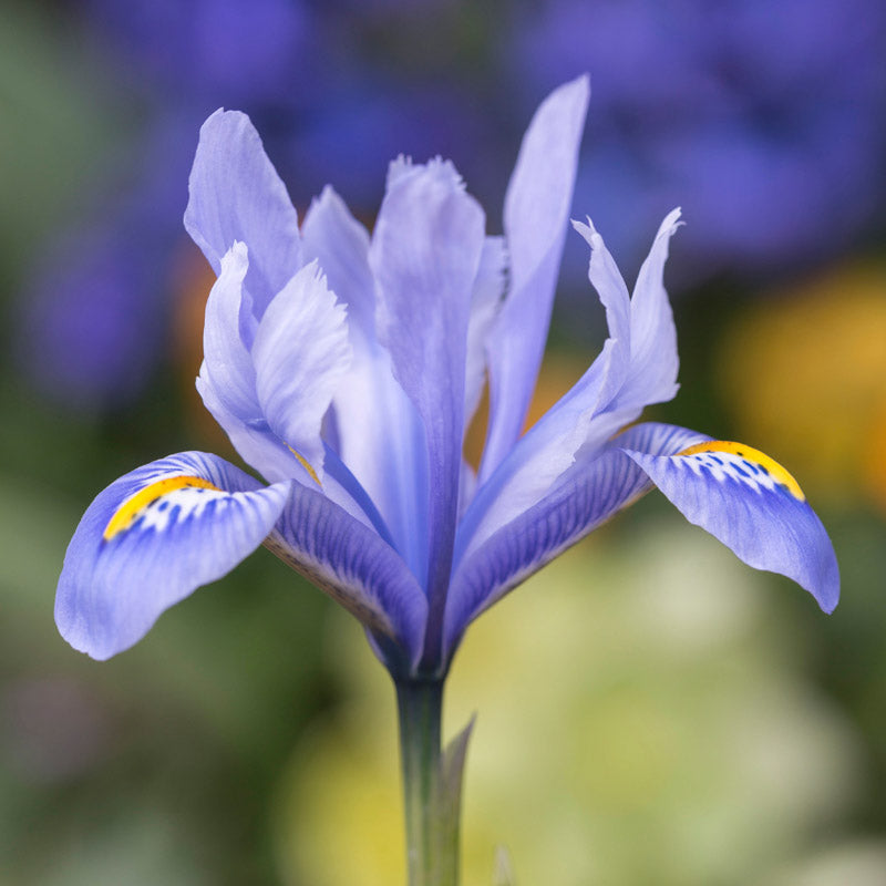 Iris reticulata 'Alida' Bulbs – Stocks & Green