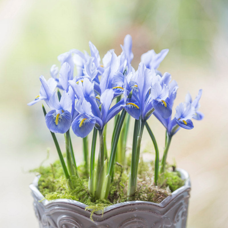 Iris reticulata 'Alida' Bulbs – Stocks & Green
