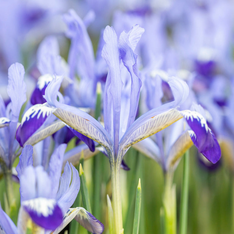 Iris reticulata 'Alida' Bulbs – Stocks & Green