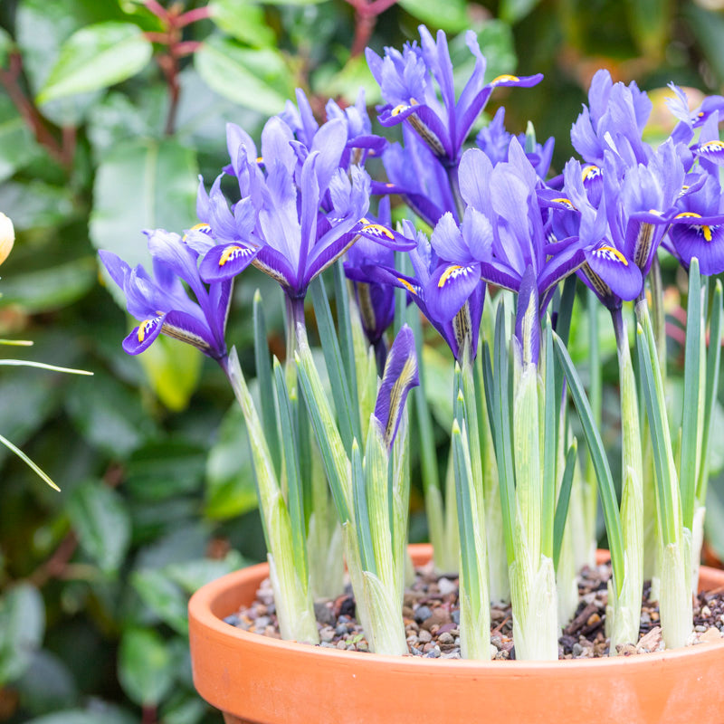 Iris reticulata 'Alida' Bulbs – Stocks & Green