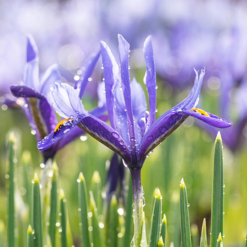 Iris reticulata 'Pixie' Bulbs – Stocks & Green