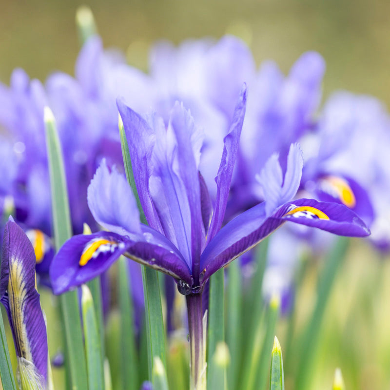 Iris reticulata 'Pixie' Bulbs – Stocks & Green