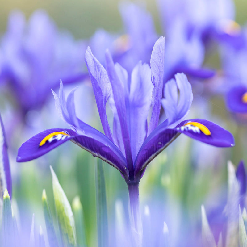 Iris reticulata 'Pixie' Bulbs – Stocks & Green
