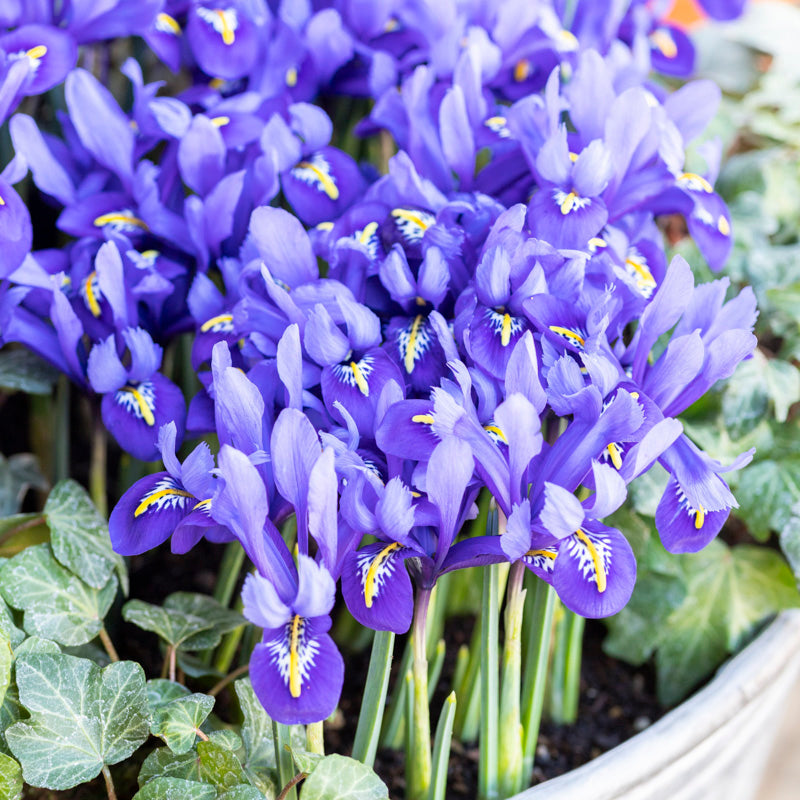 Iris reticulata 'Pixie' Bulbs – Stocks & Green