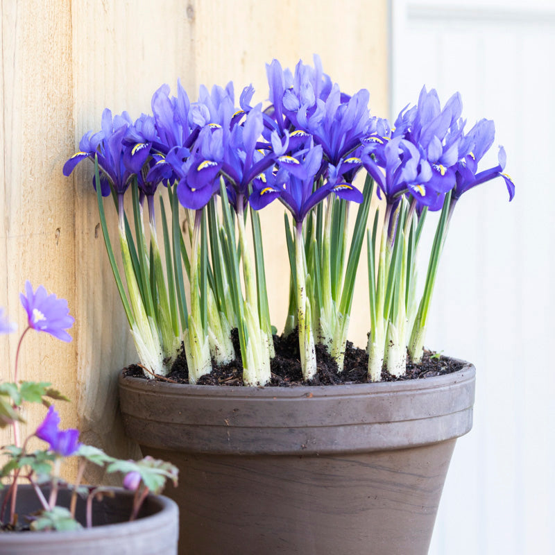 Iris reticulata 'Pixie' Bulbs – Stocks & Green