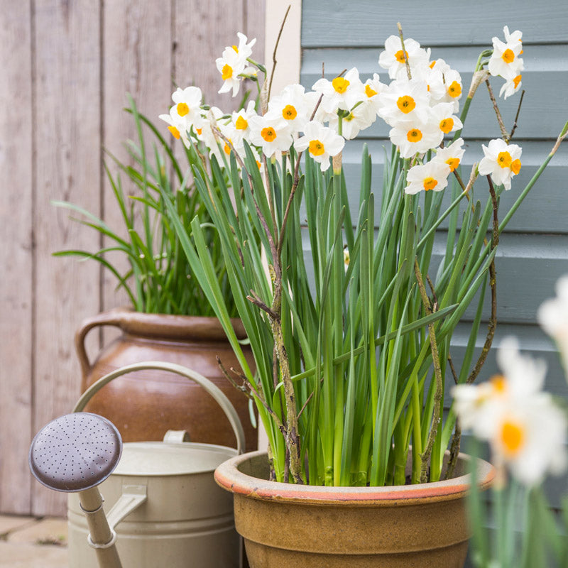 Narcissus (Daffodil) – Stocks & Green