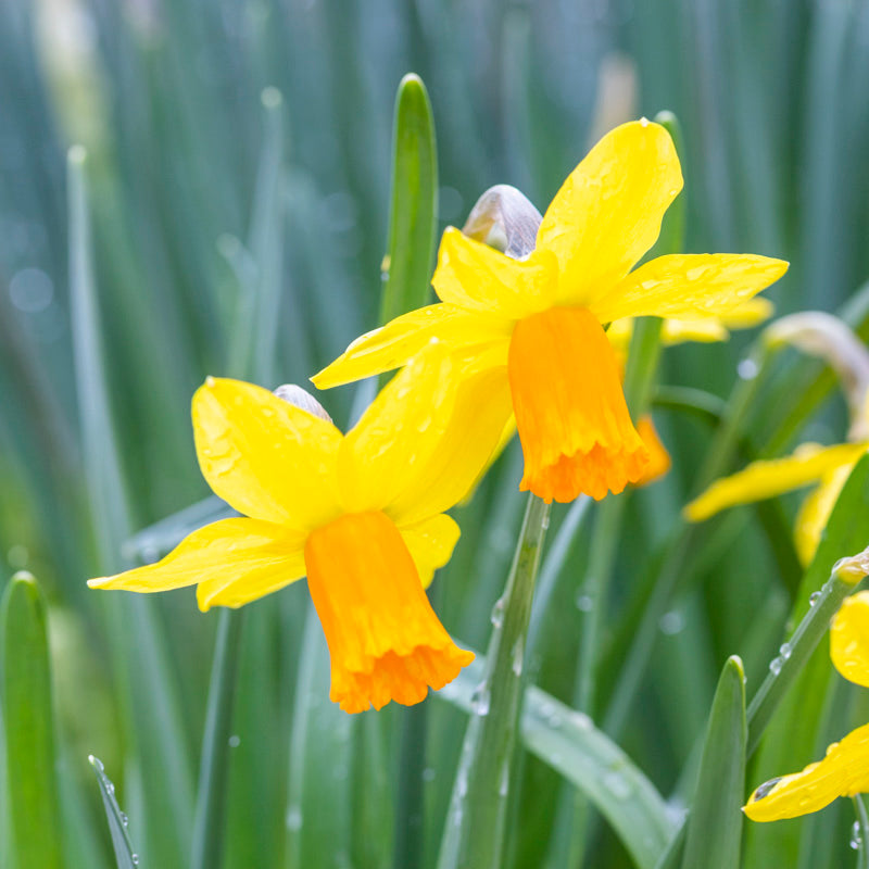 Narcissus 'Jetfire' Bulbs – Stocks & Green