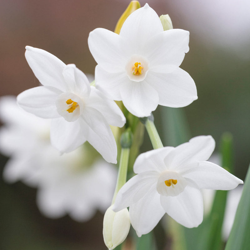 Narcissus 'Paperwhite' Bulbs – Stocks & Green