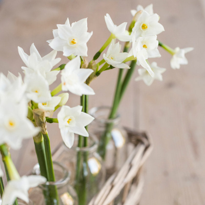 Narcissus 'Paperwhite' Bulbs – Stocks & Green