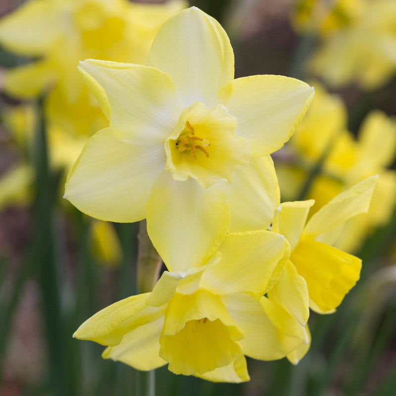 Narcissus 'Pipit' Bulbs – Stocks & Green