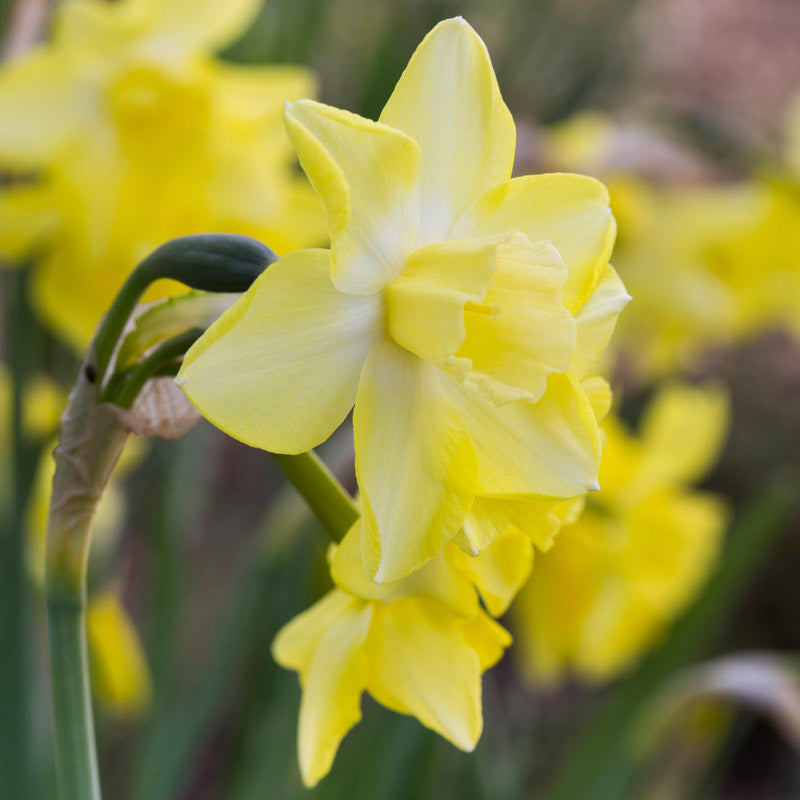 Narcissus (Daffodil) – Stocks & Green
