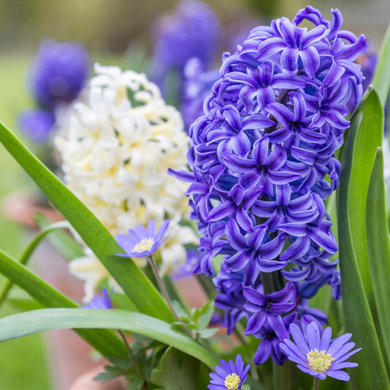 Hyacinth orientalis 'Delft Blue' Bulbs – Stocks & Green
