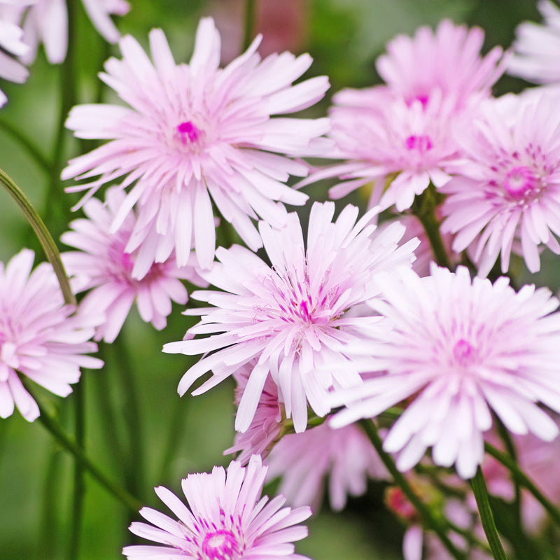Crepis rubra Seeds – Stocks & Green