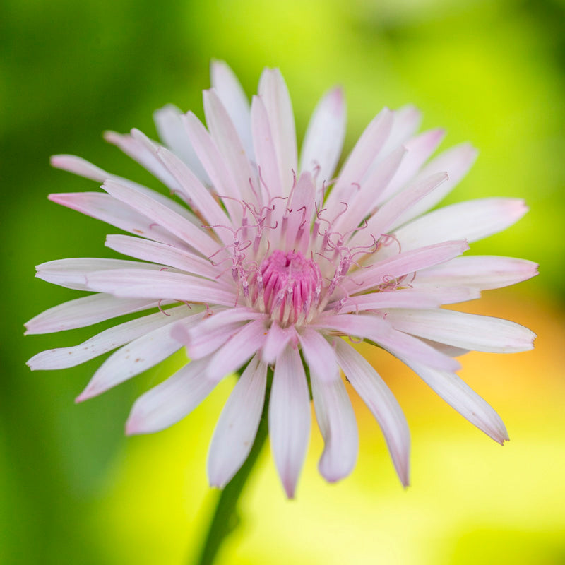 Crepis rubra Seeds – Stocks & Green