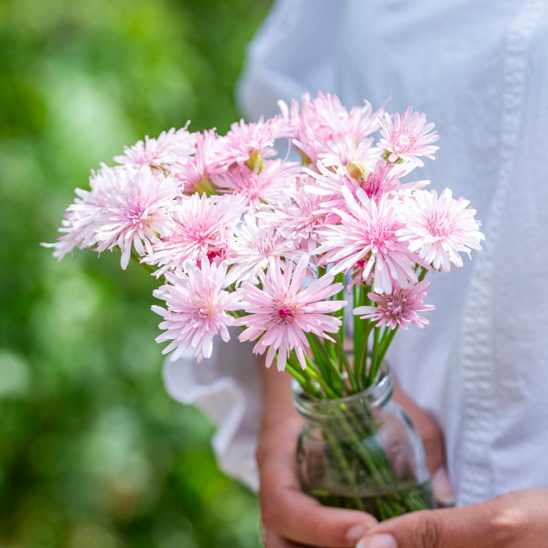 Crepis rubra Seeds – Stocks & Green