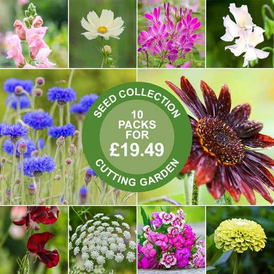 Seed Collections – Stocks & Green