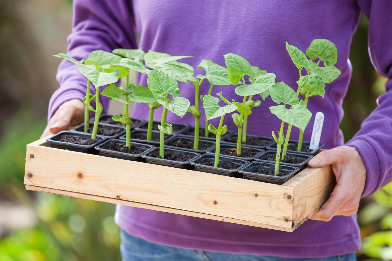 Stocks & Green - Grow A Beautiful Garden From Seed