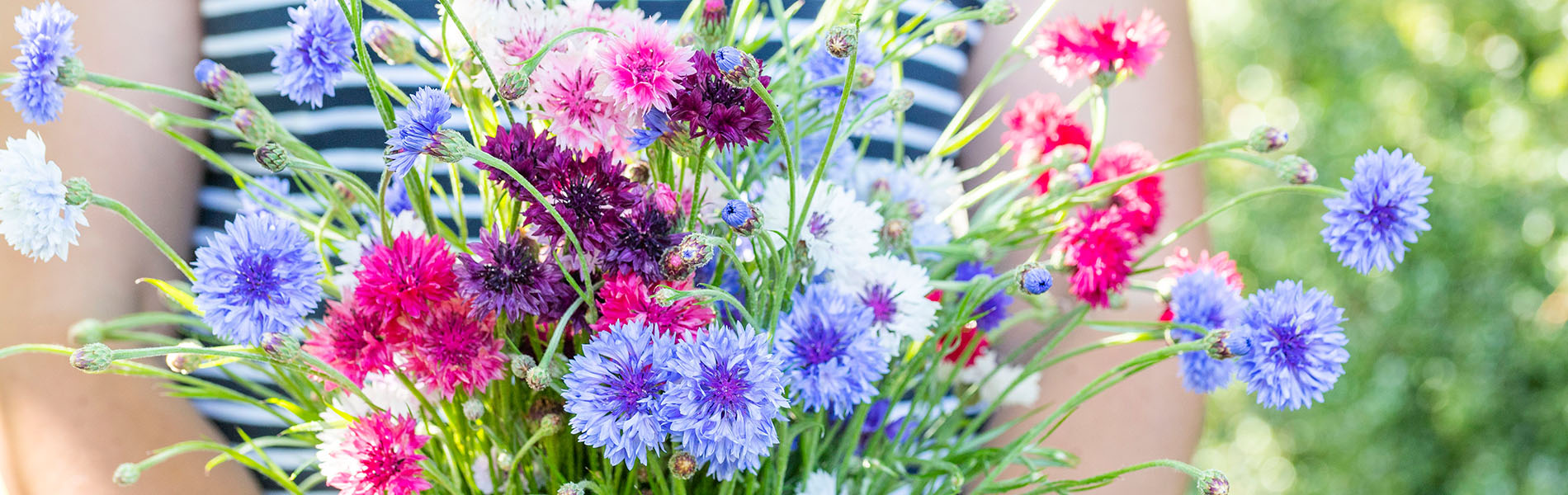 Stocks & Green - Grow A Beautiful Garden From Seed