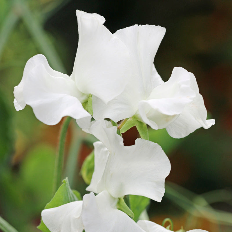 Lathyrus 'White Ensign' (Sweet Pea) Seeds – Stocks & Green