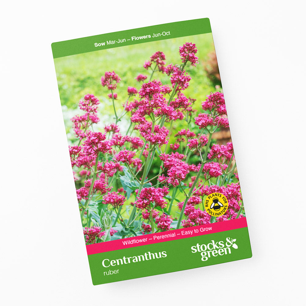 Centranthus ruber - Red Valerian Seeds – Stocks & Green
